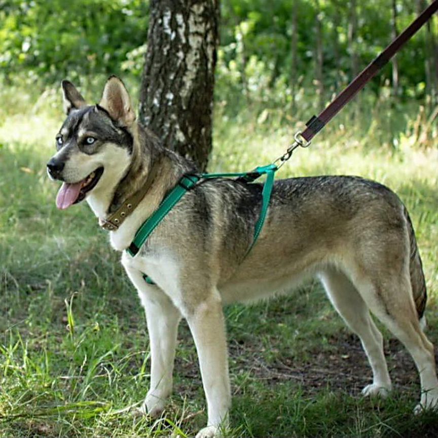 Ищем дом для Алисы