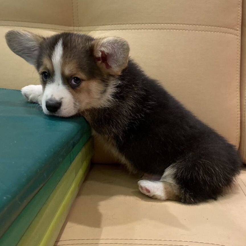 Вельш Корги Пемброк, щенок