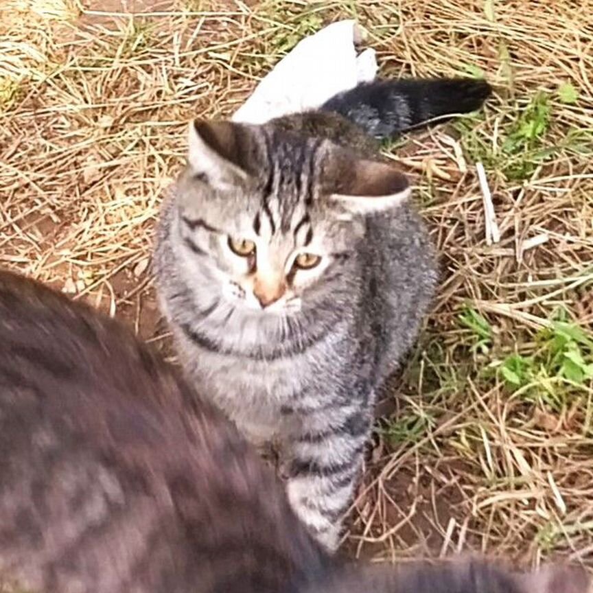 Кошечка Ариша