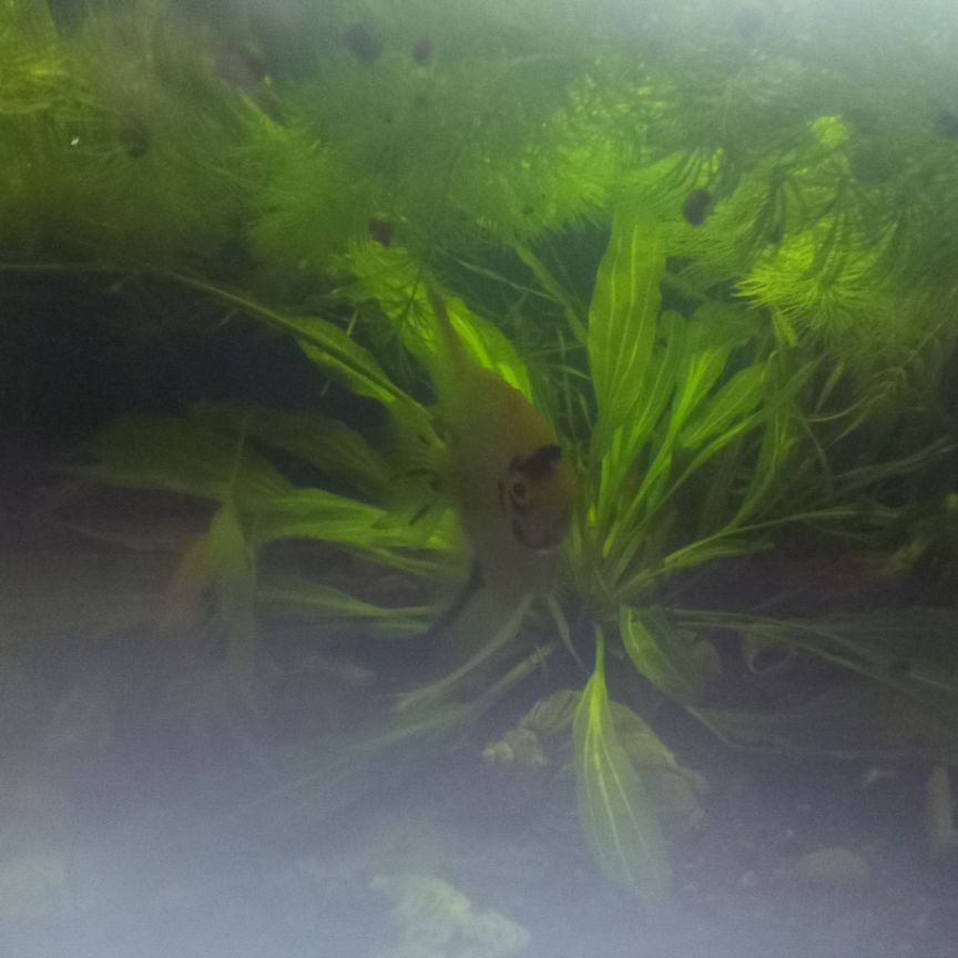 Аквариумное растение