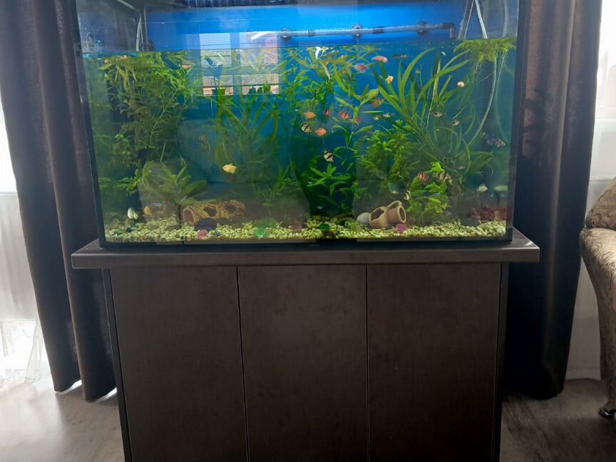 Аквариум с тумбой и всем сожержимым
