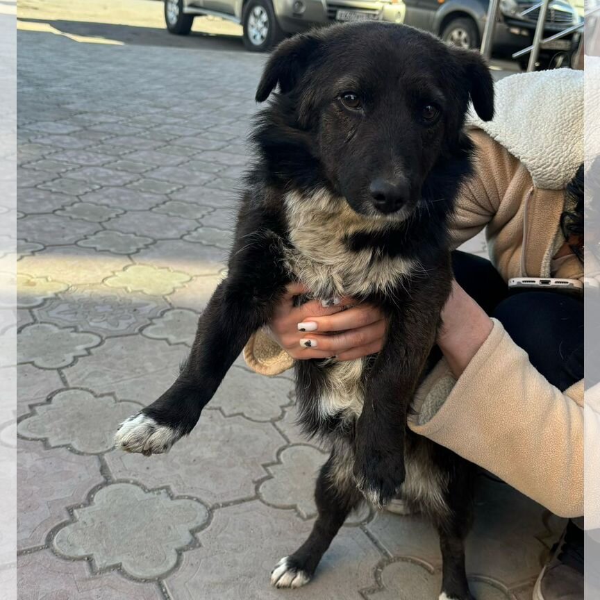 Собака в добрые руки отдам бесплатно