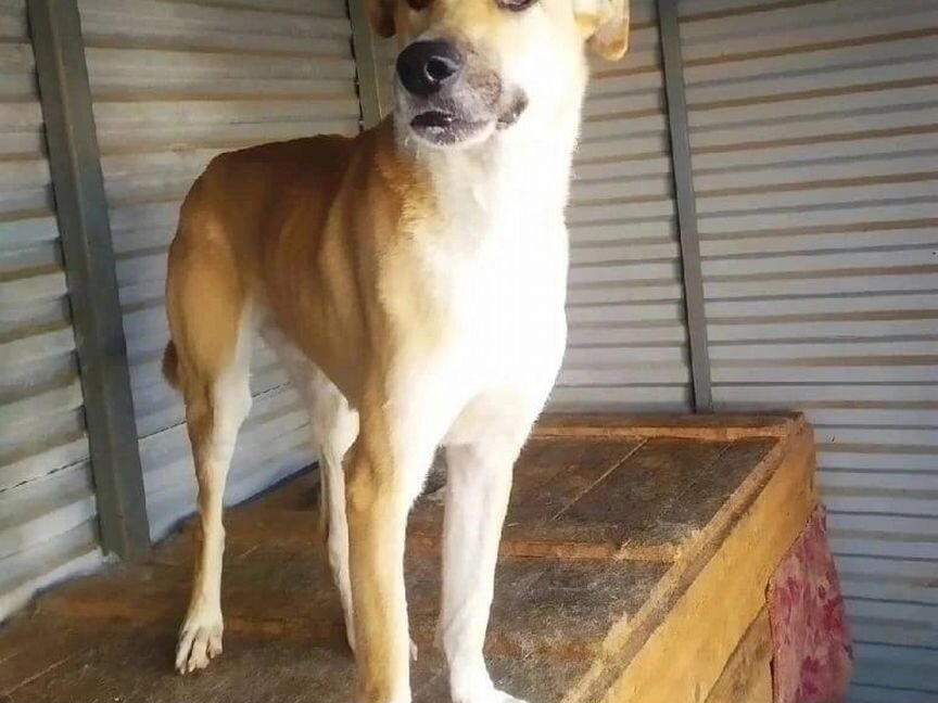 Гриша в приюте