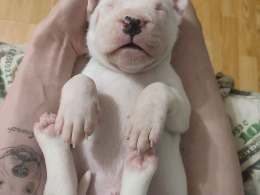 Аргентинский дог