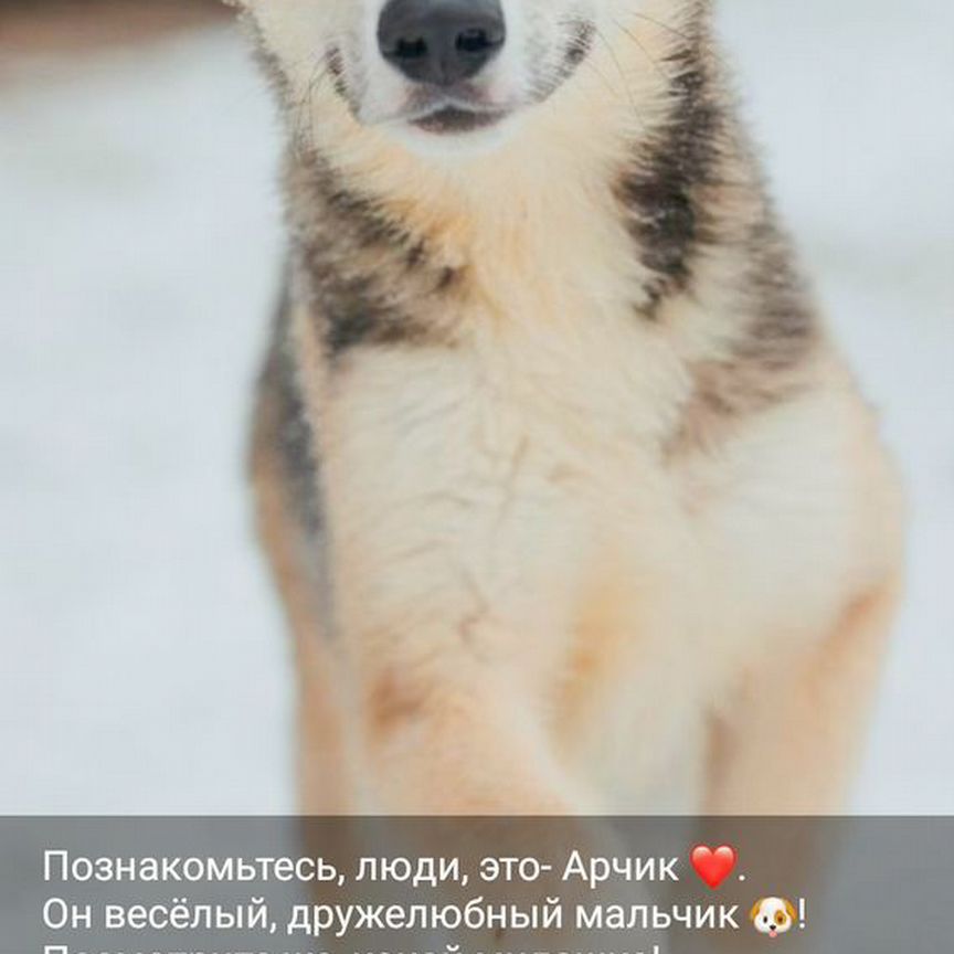 Щенки в добрые руки