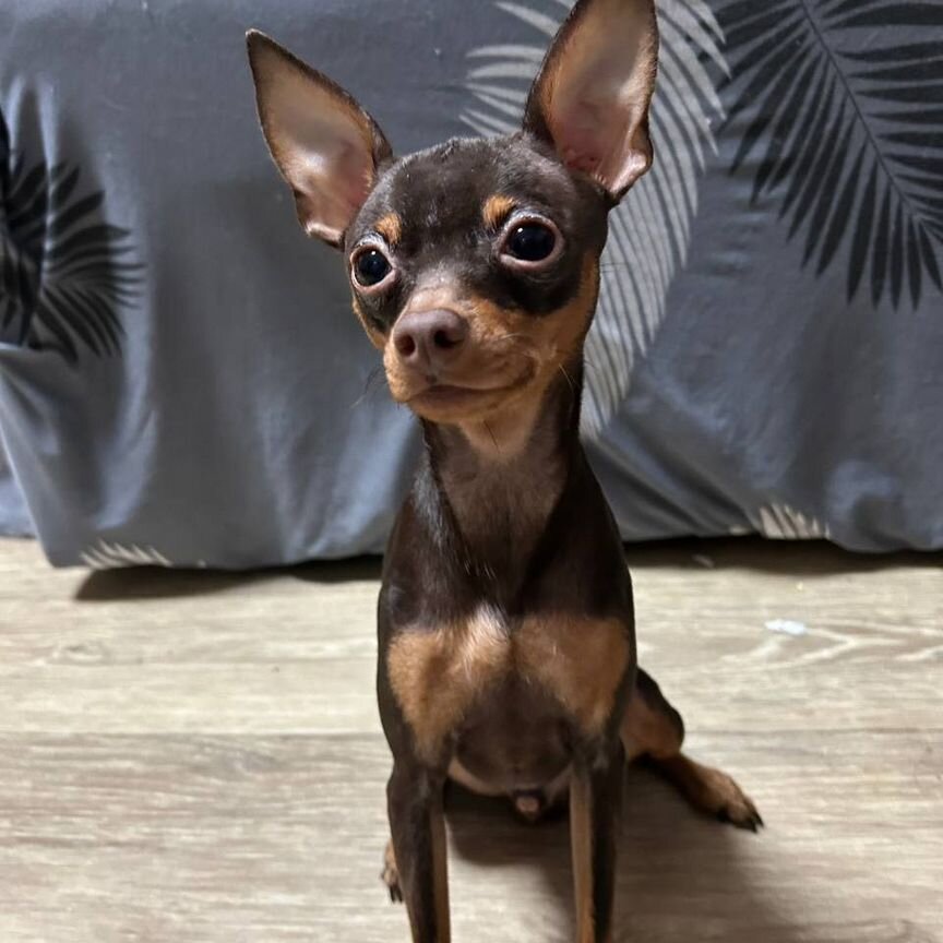 Вязка той-терьера чисто кровный тойчик