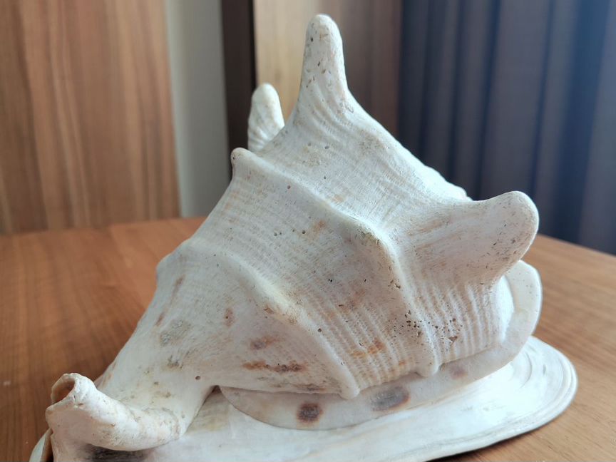 Ракушка морская большая