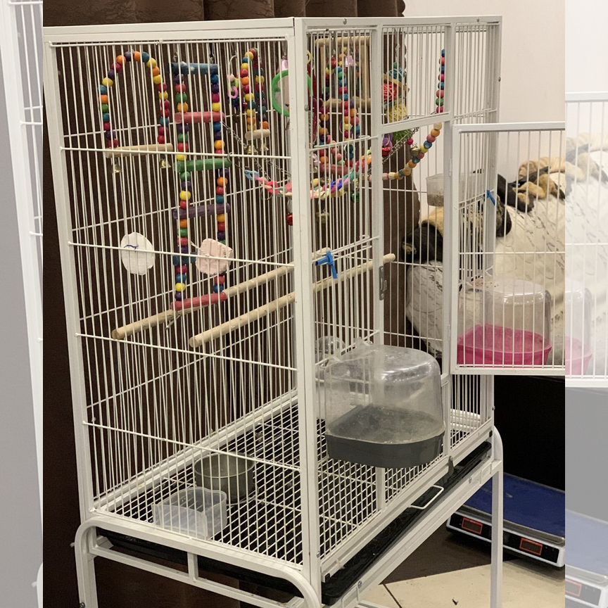 Клекта доя попугая