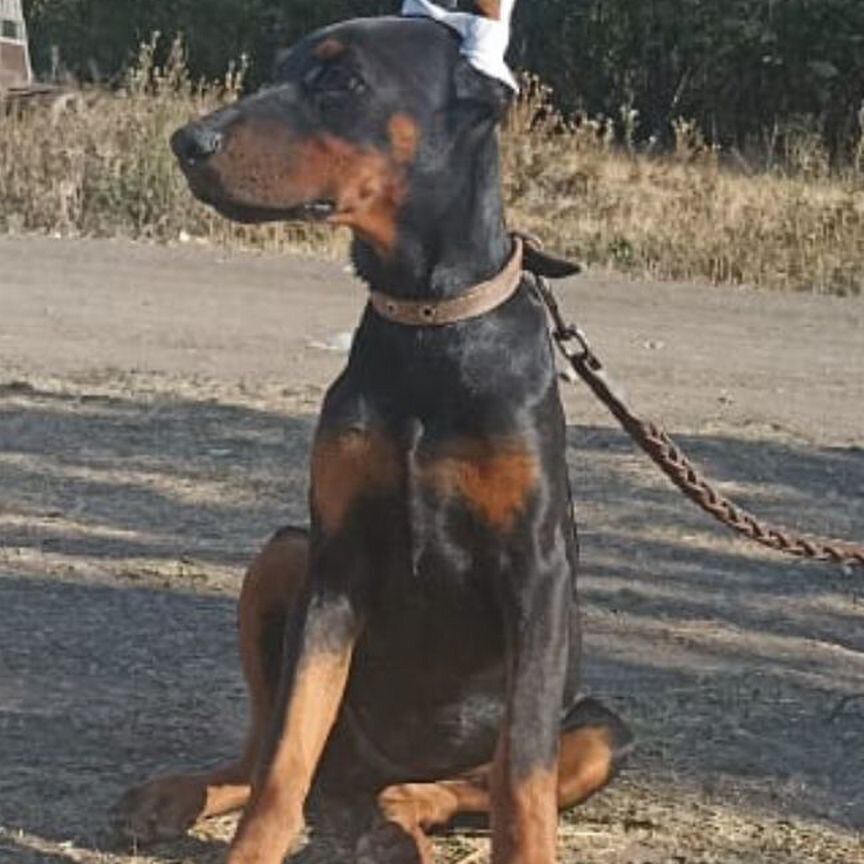 Щенок добермана РКФ