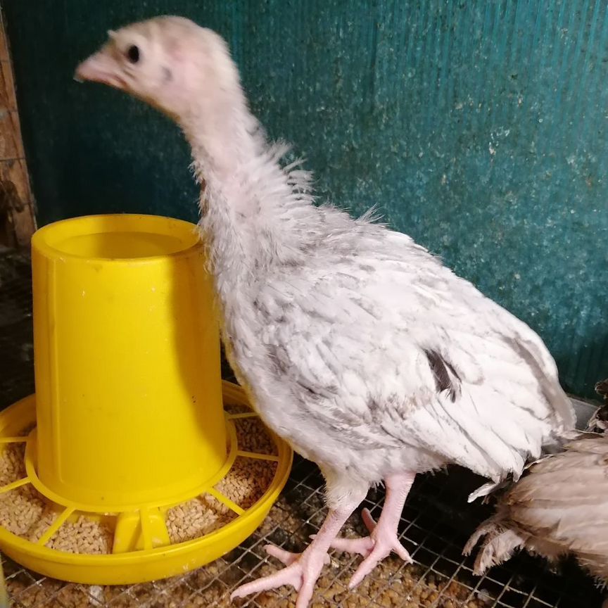 Индюшата и Мастер Грэй