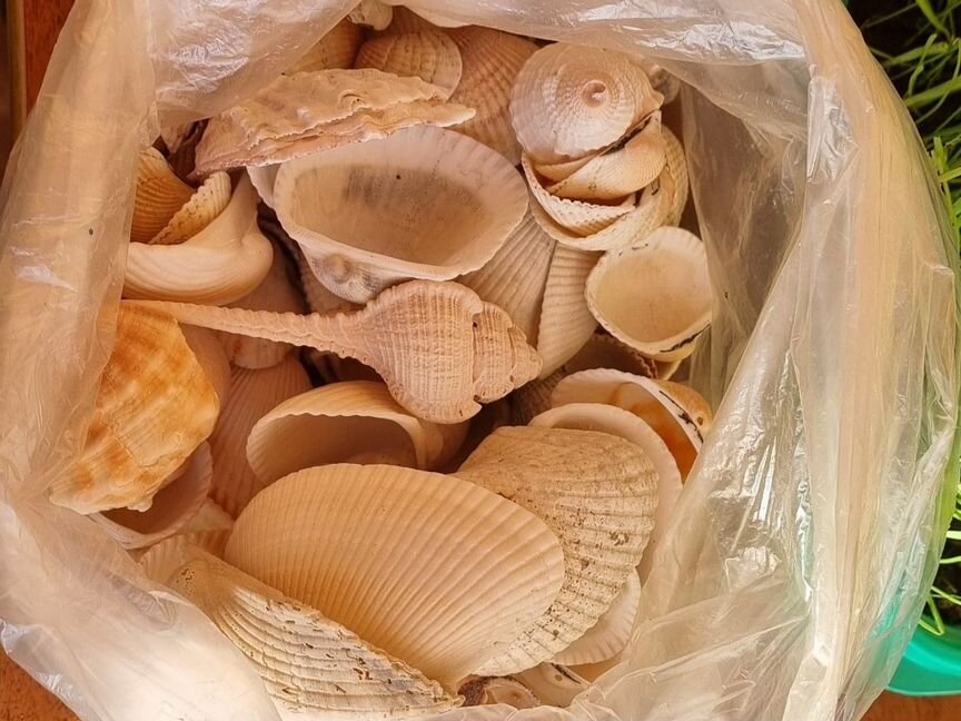 Морские ракушки бесплатно