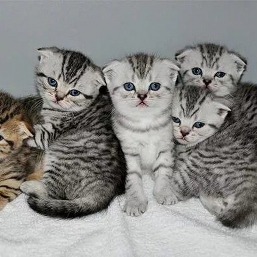 Серебро и золото