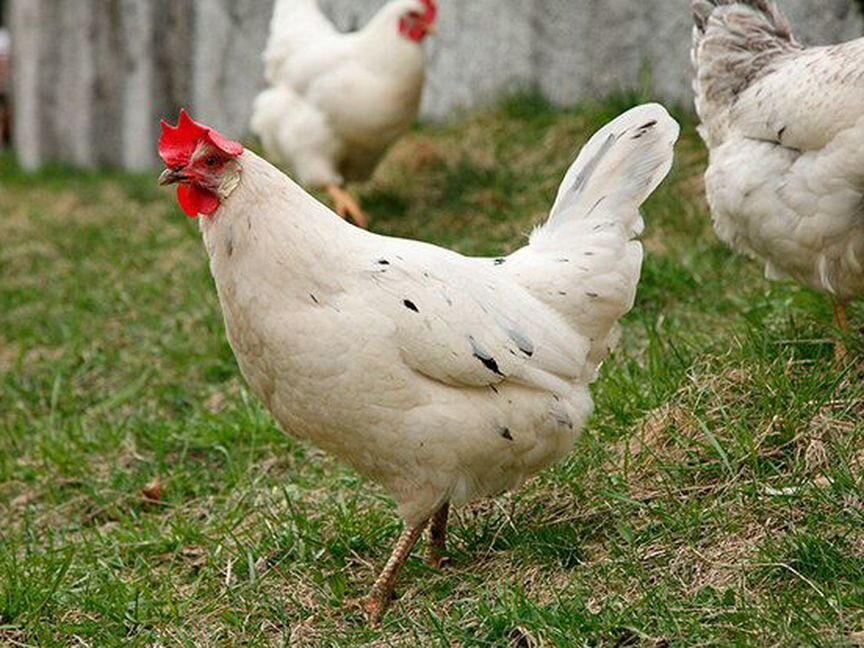 Куры кросс коралл