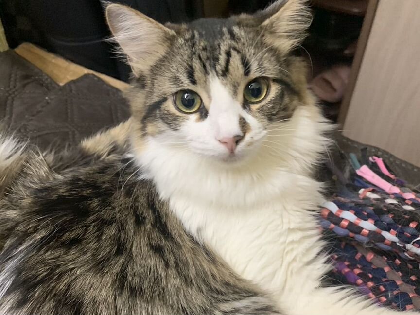 Кошка