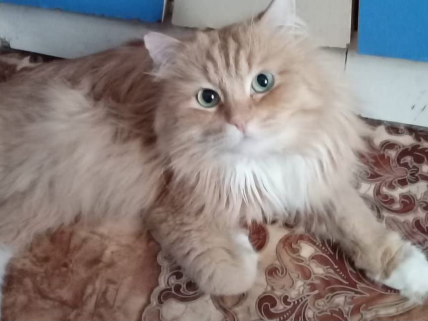 Сибирский рыжий кот