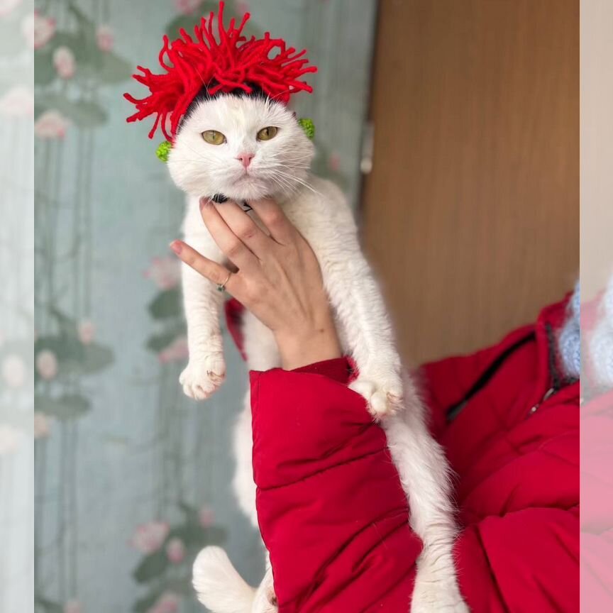 Взрослая, кошка в добрые руки