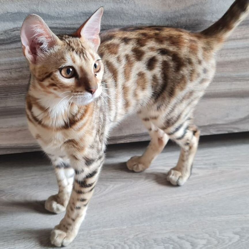 Бенгальские котята купить в Москве