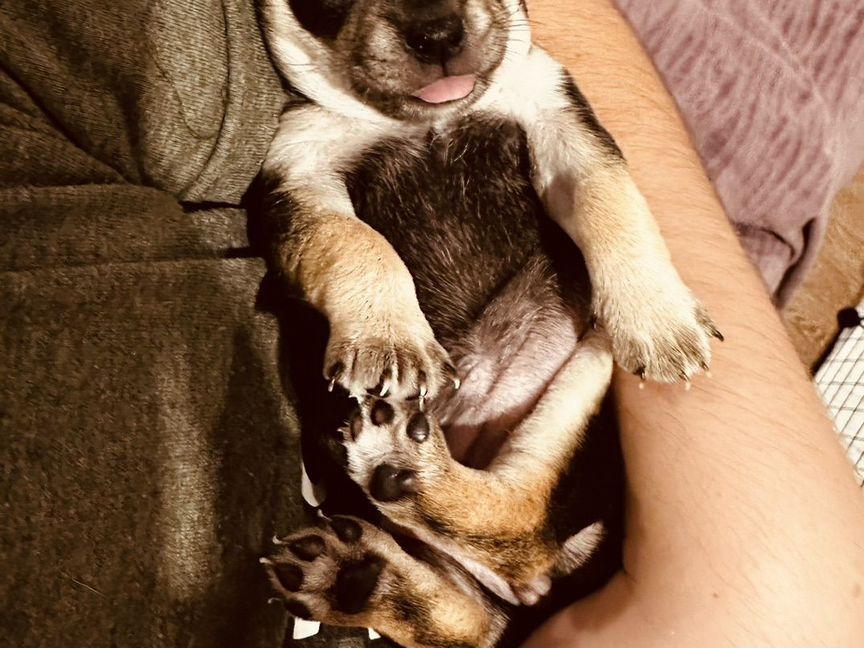 Щенки чихуахуа