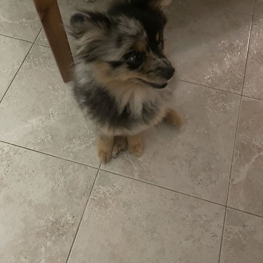 Немецкий шпиц