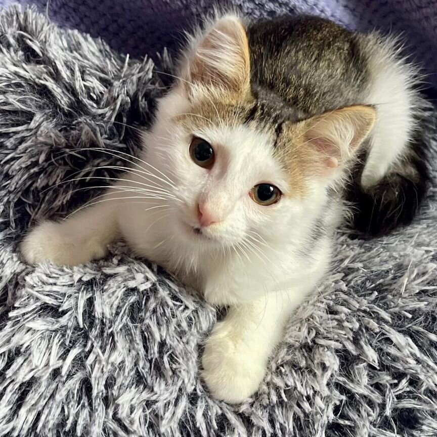 Котята в добрые руки бесплатно