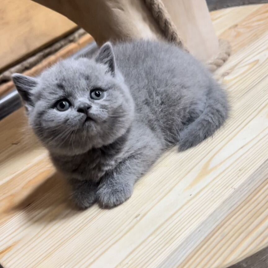 Элитный Британский котик