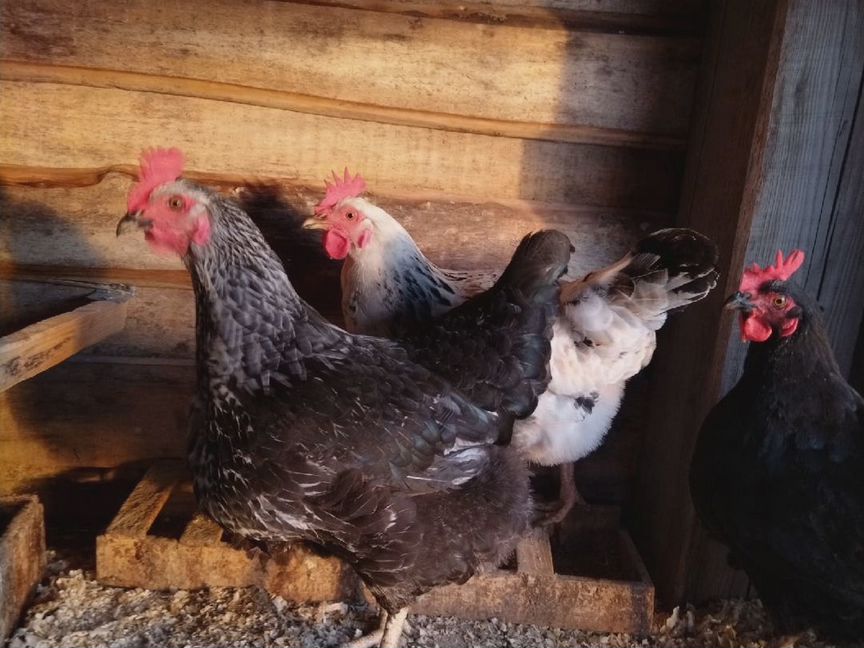 Курицы несушки