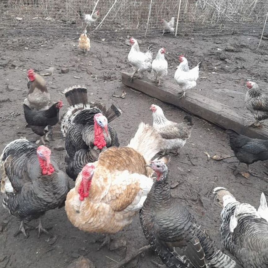 Индюки живым весом