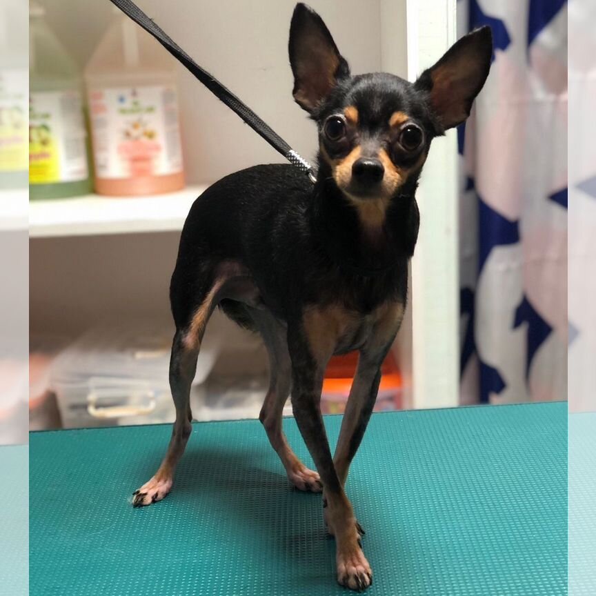 Русский той-терьер, взрослый пёс