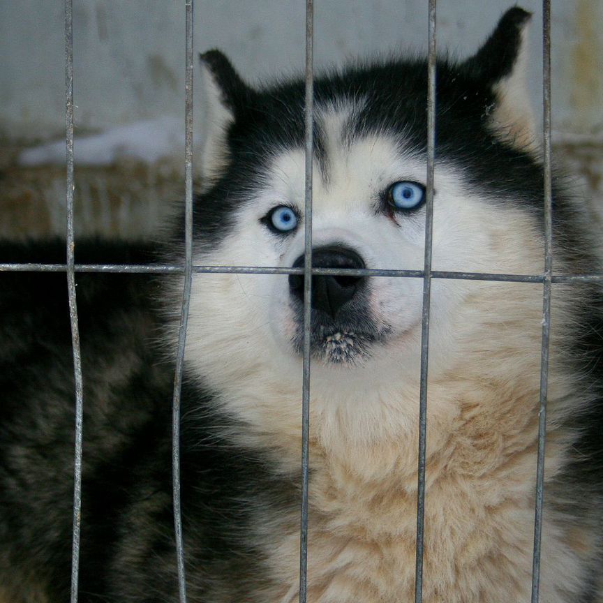 Сибирский хаскив добрые руки