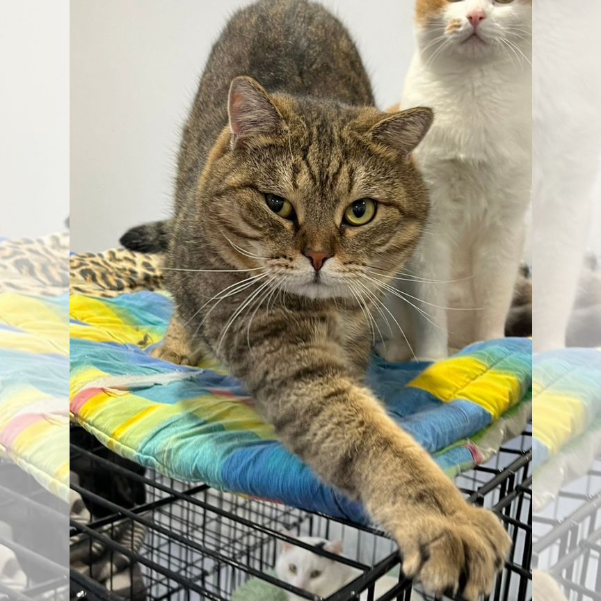 Взрослый кот в добрые руки