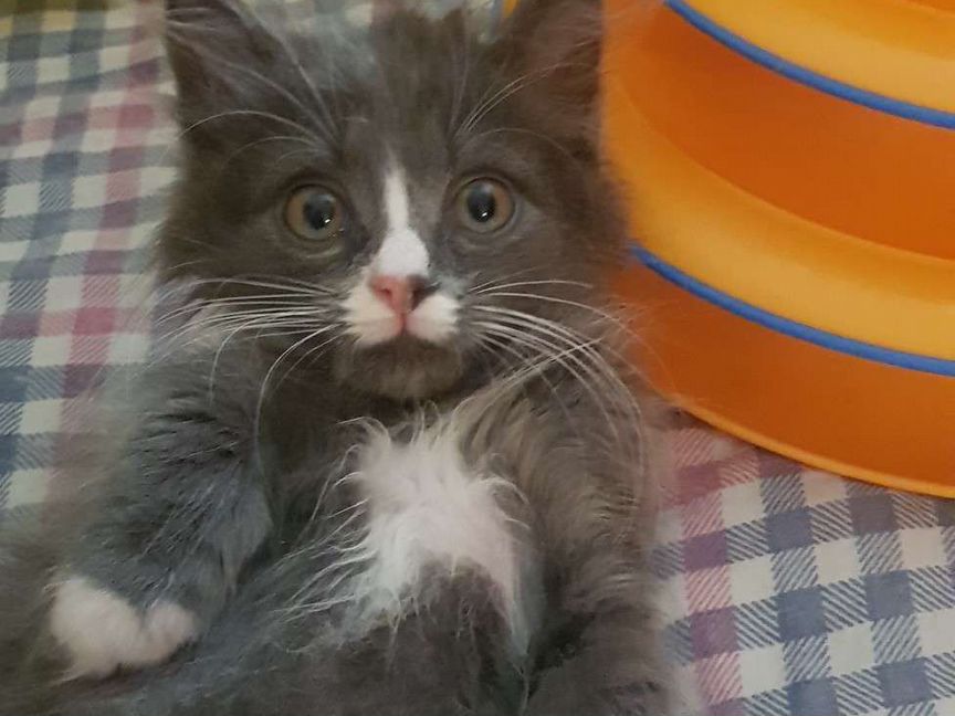 Сибирский котенок 2мес Мурзик