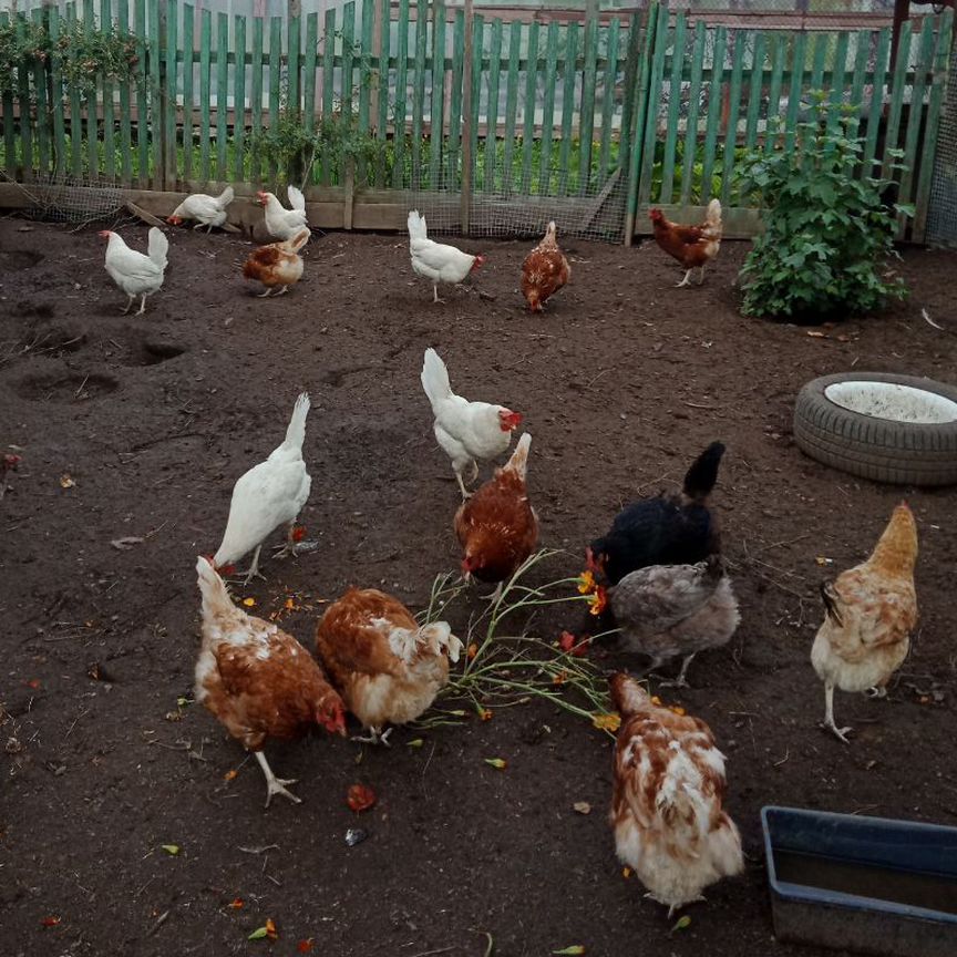 Куры несушки продам