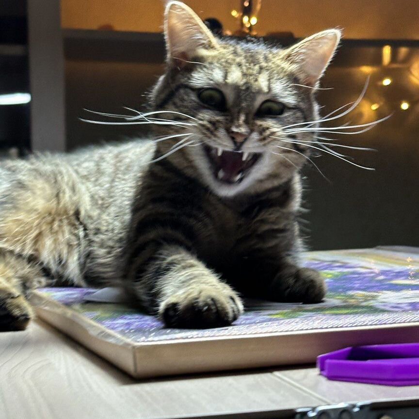Кошка стерилизованная