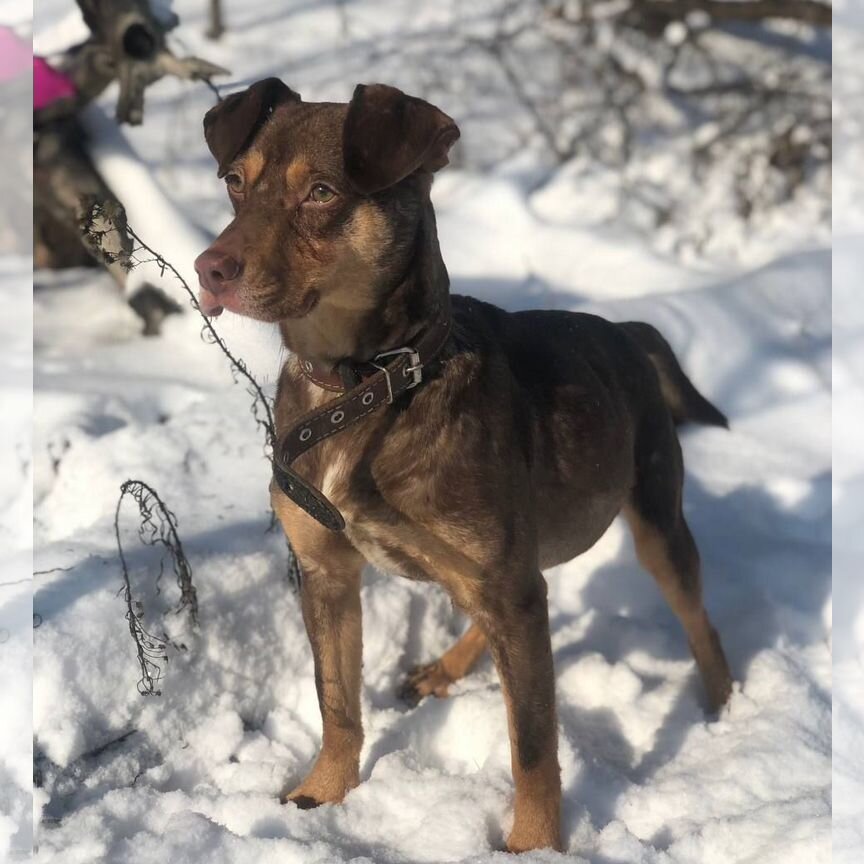 Маленький песик ищет дом