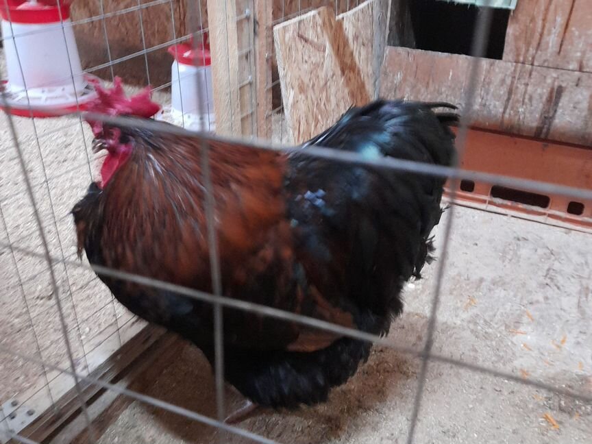 Петух Орпингтон