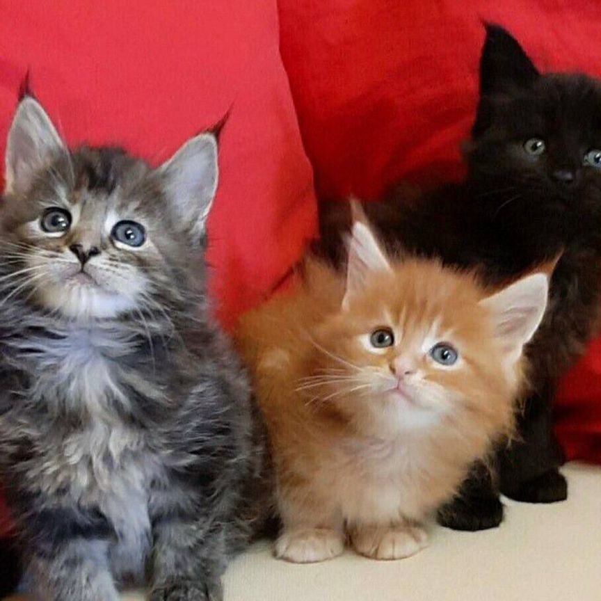 Сибирские котята