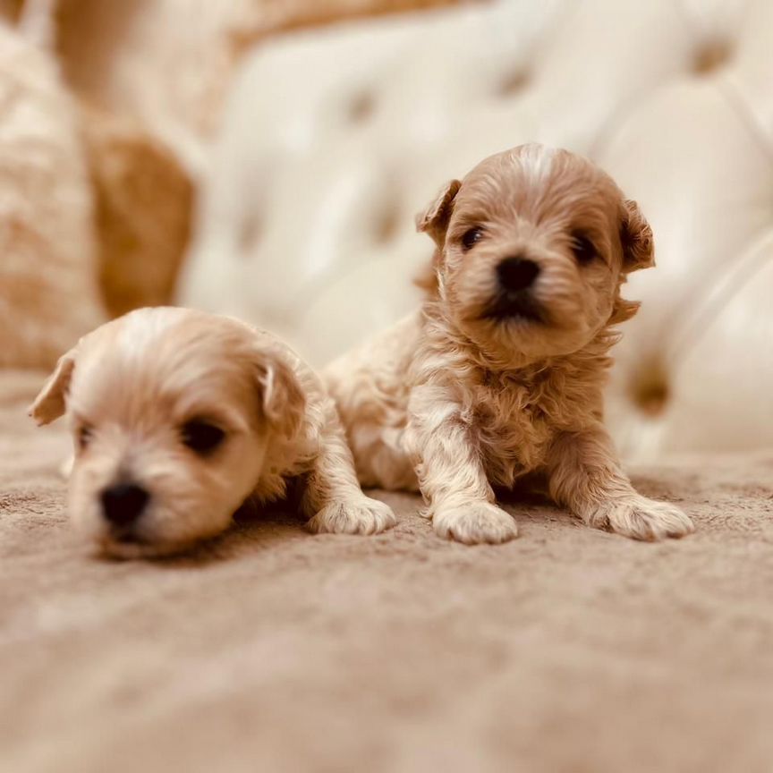 Теплый крем мальтипу мальчики