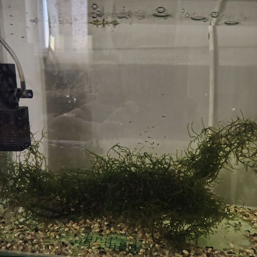 Гуппи мальки, малыши и подростки