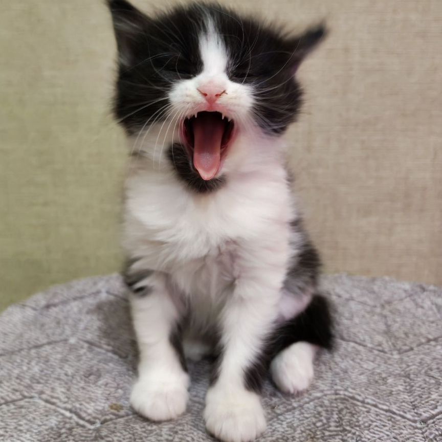 Котёнок в добрые руки