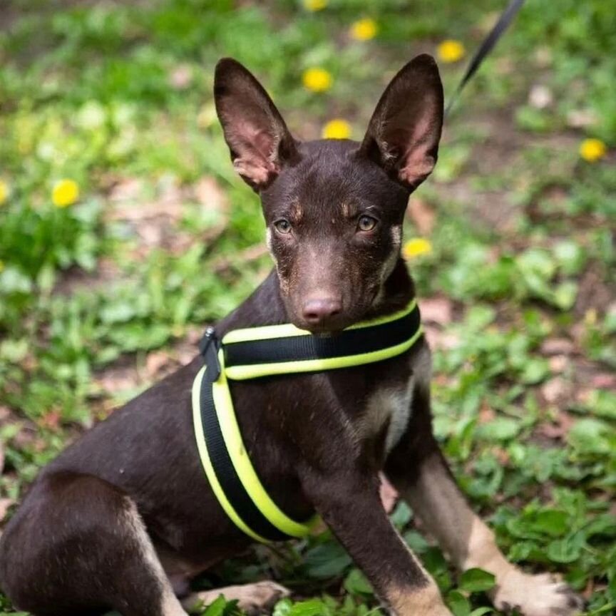 Отдам в добрые руки