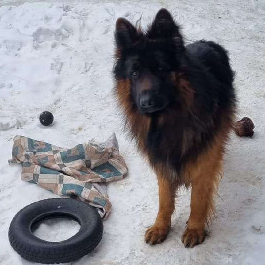 Немецкая овчарка