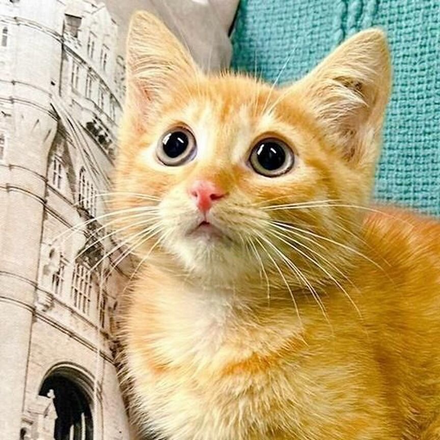 Ласковый котенок (мальчик, 2,5 мес) в добрые руки