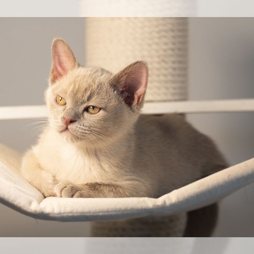 Европейский бурманский котёнок