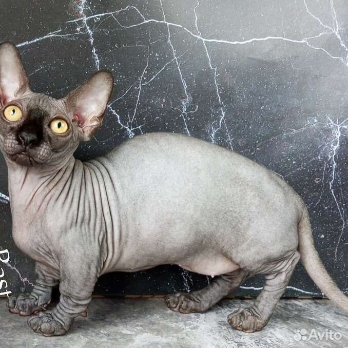 Сфинкс Бамбино