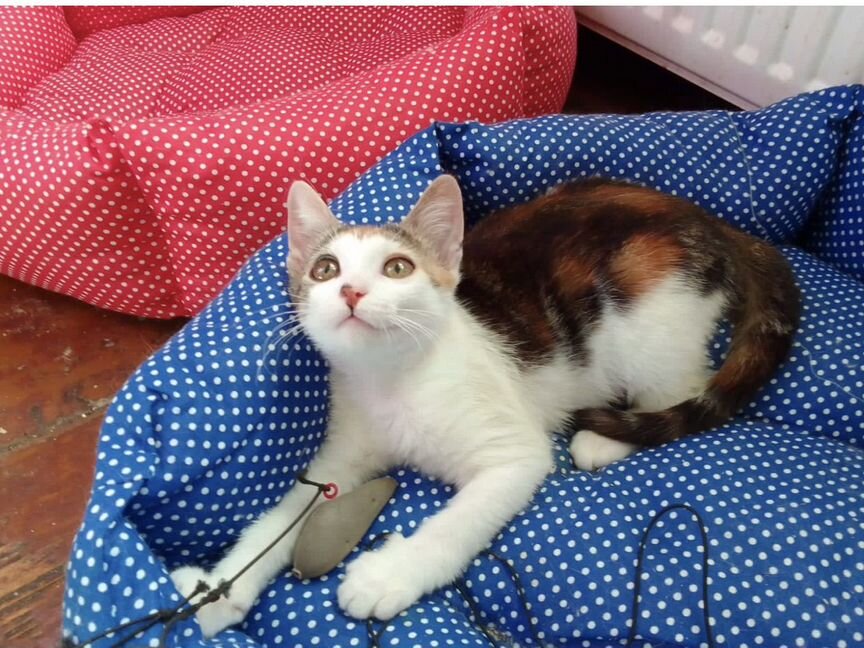 Котенок трехцветка 2 месяца