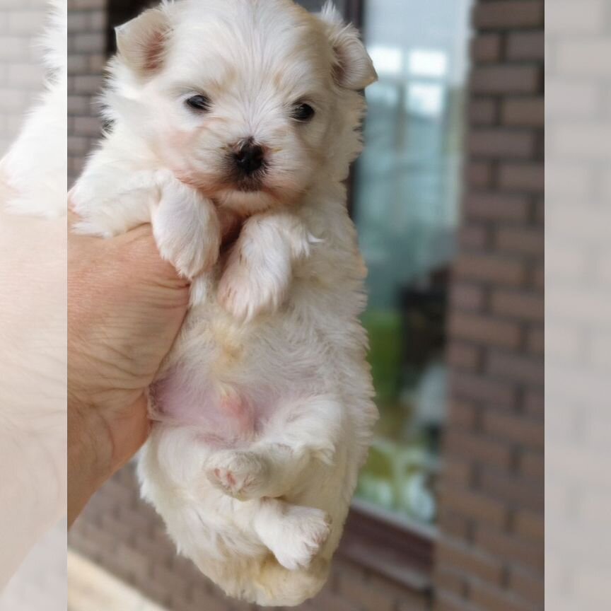 Мальтийская болонка, щенок