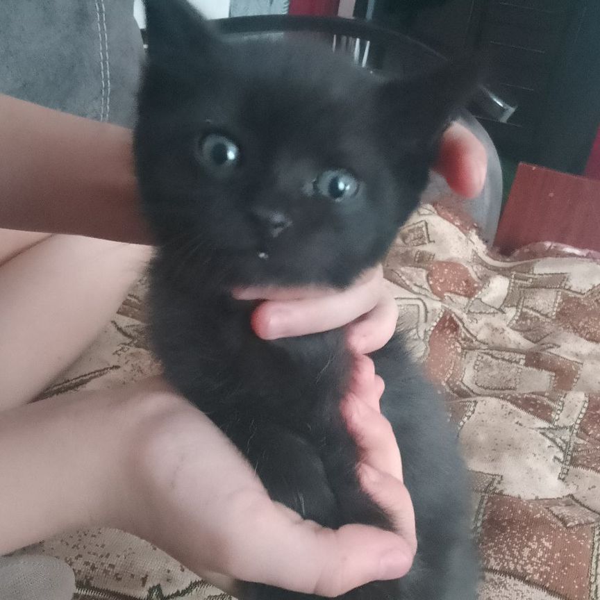 Котята в добрые руки бесплатно мальчики и девочка