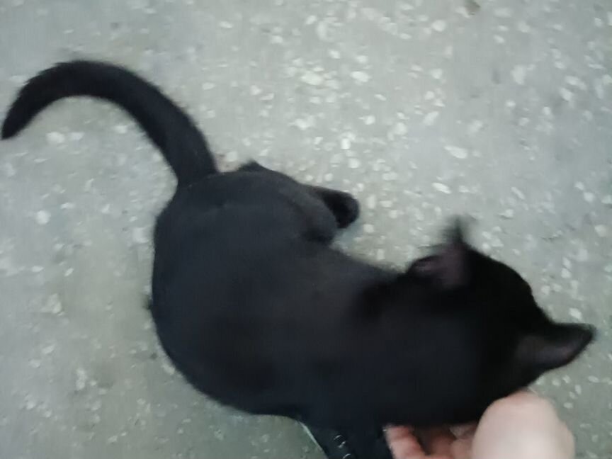 Ищу семью для котенка