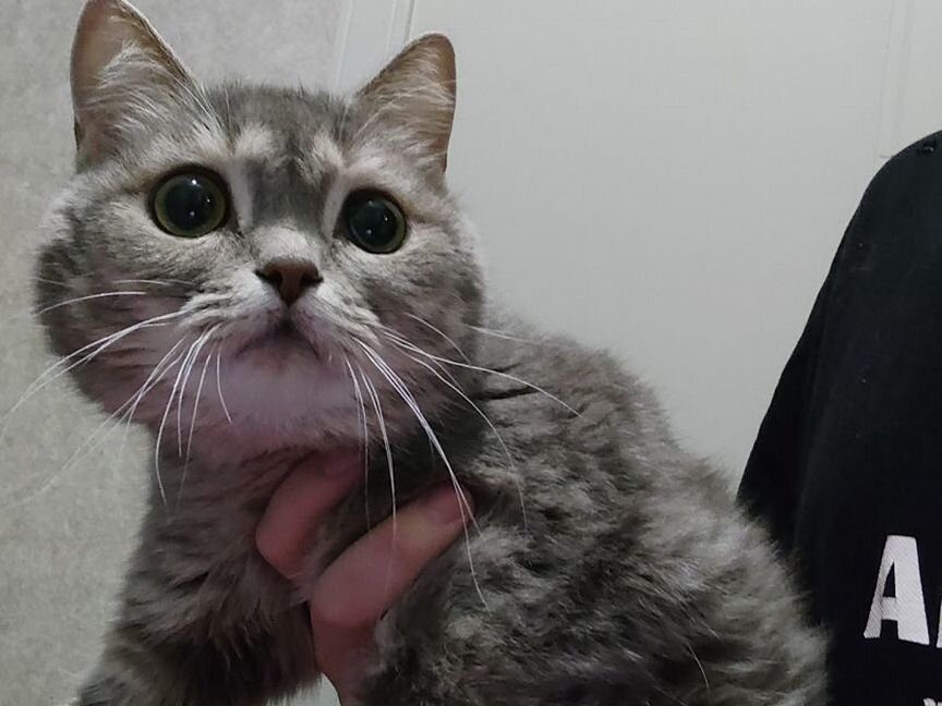 Отдам кошку в добрые руки