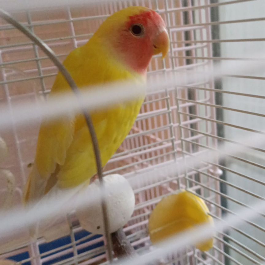 Попугай неразлучник